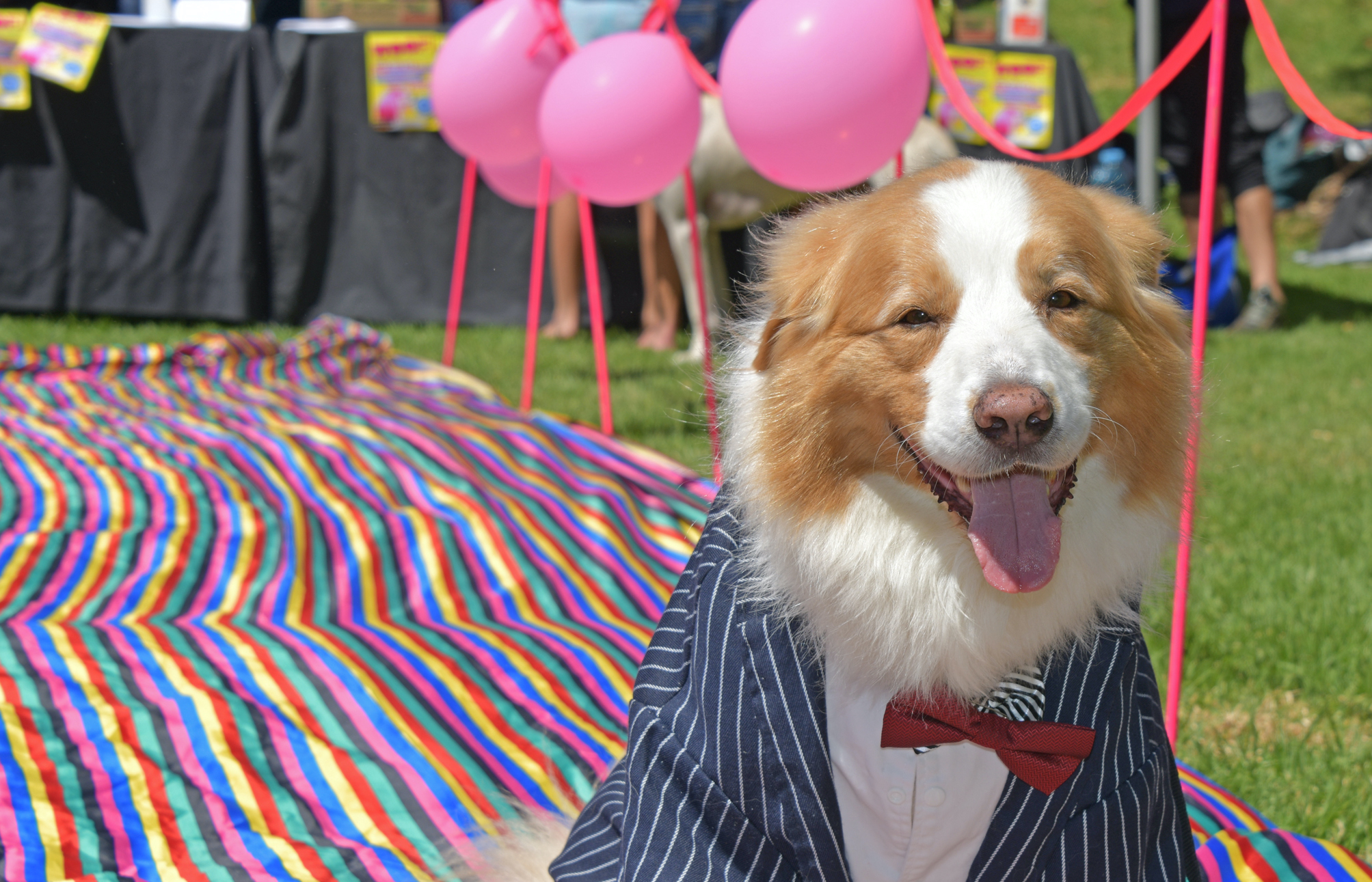 Event: Woof! The Rainbow Dog Show - Andrew Whiteside